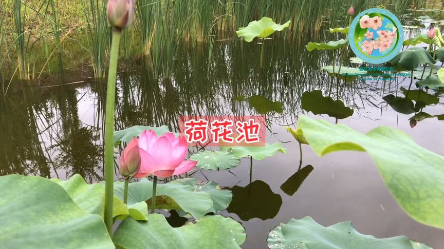 #园林景观 #园林绿化 #农业种植 #美丽乡村建设 #苗木 #抖音助农