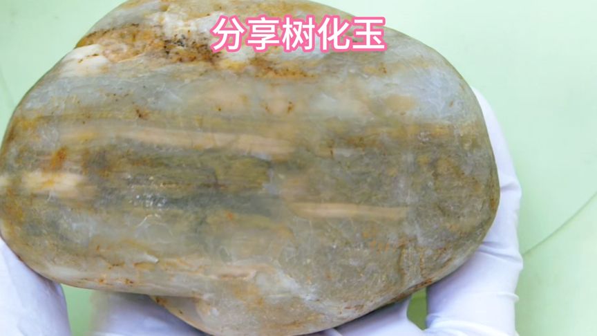 穿越时空见证远古那段日月星辰的树木——树化玉