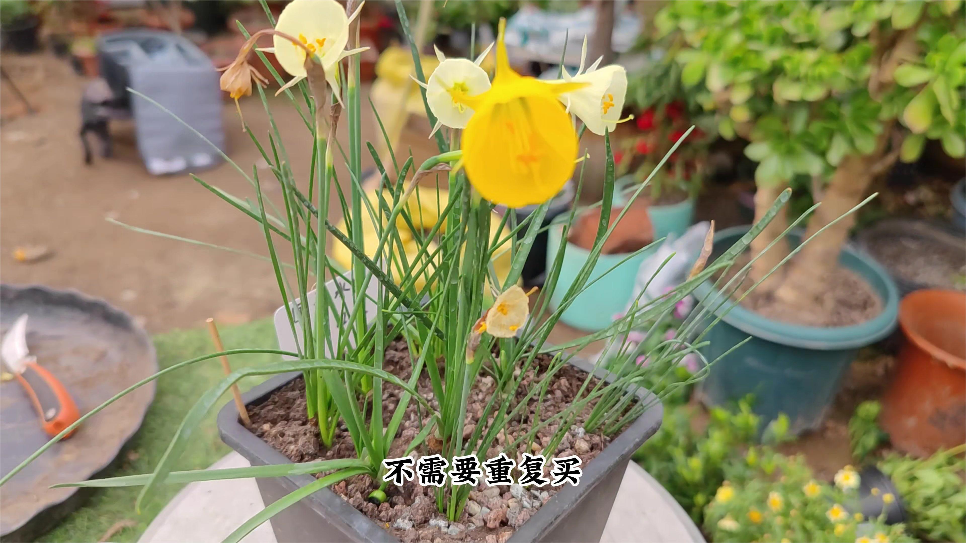 水仙中的"小围裙",小花盆也能种,秋种春开,种一次年年开花