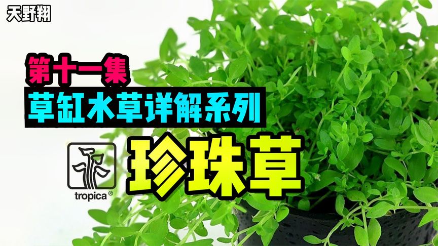 [中文]草缸水草详解系列 第十一集 珍珠草