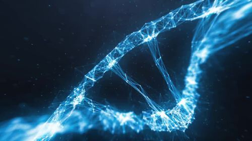 脑缺血再灌注动物模型