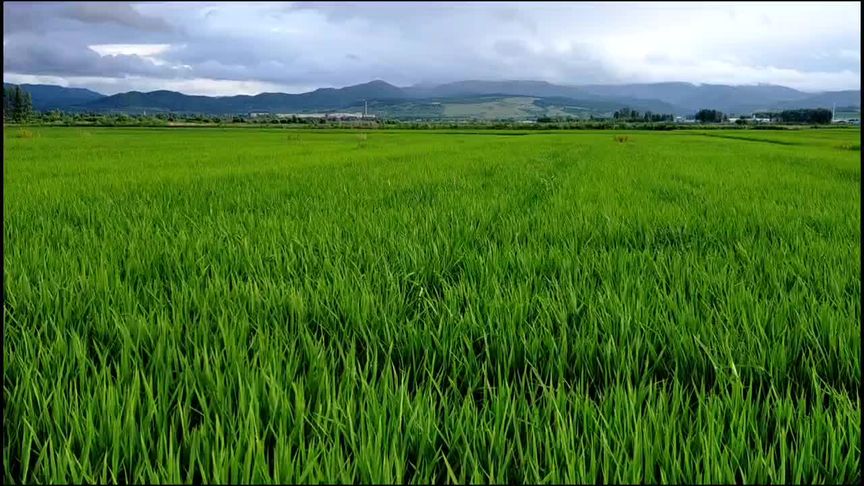 使用有机肥种植的水稻,长势喜人