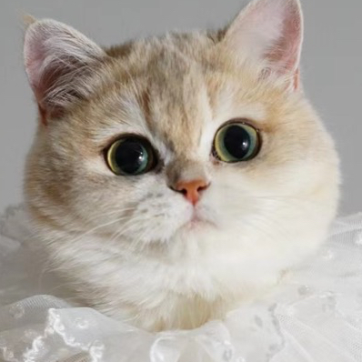 Medoll米兜家的猫 