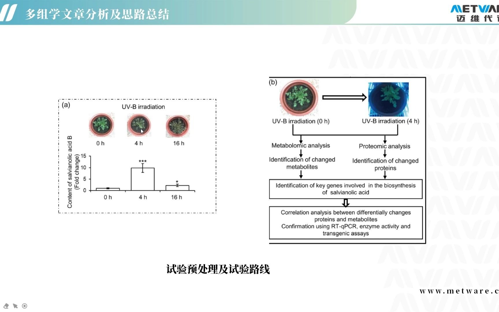 代谢组/转录组/蛋白组/迈维代谢文献解读:多组学及转基因技术揭示...