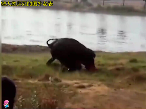 被大象踩死的国外老表