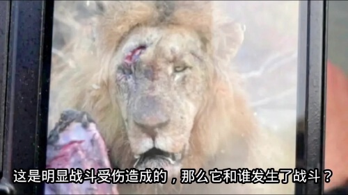抓拍与野生动物零距离接触爱护大自然爱护野生动物保护野生动物人人...