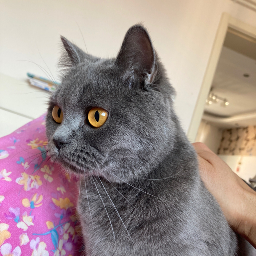 猫猫无线 