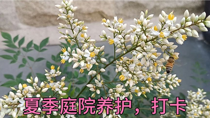 夏季园林养护/浇灌,排水,中耕除草,施肥,修剪,遮阴,杀虫菌