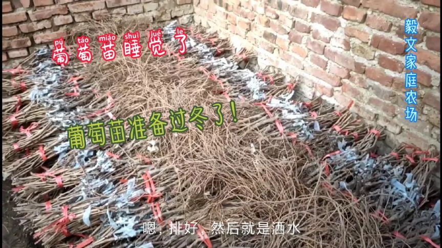 动植物过冬,葡萄苗也要过冬。爷俩带大家看葡萄苗如何过冬!