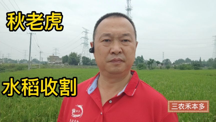 秋老虎还不来,刚抽穗的水稻怎么灌浆,还是要及时播种栽秧