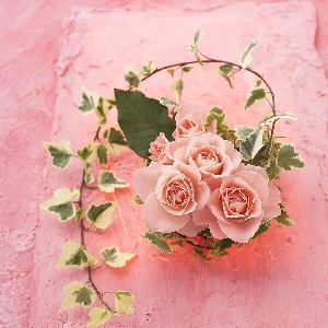 糖猪猪转角遇到狗 