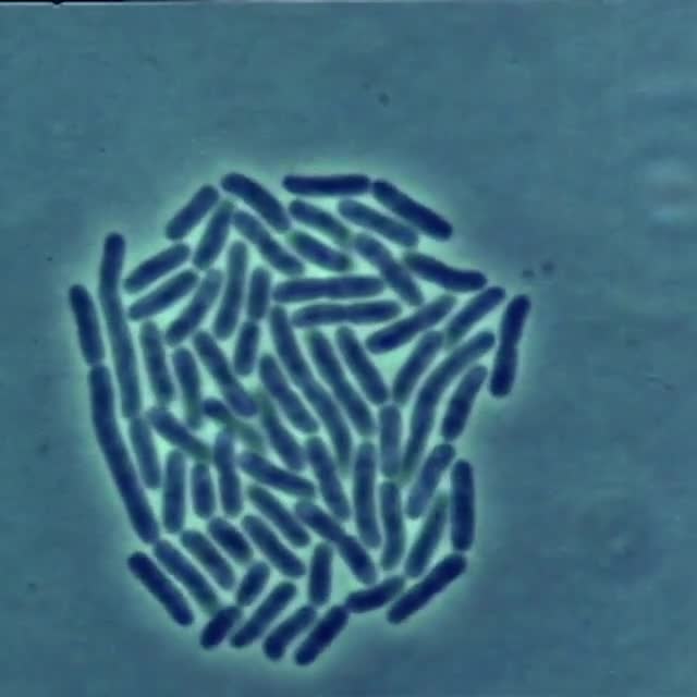 #显微镜下的世界# 细胞生长分裂的过程