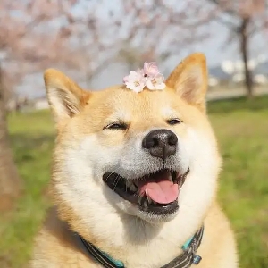 Shyan灬Lee 