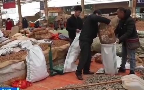 五年连降!云南文山三七价格创新低,专家:连年扩种超过合理需求