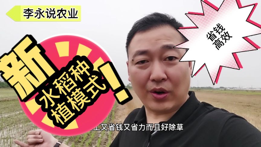 新型水稻种植模式,一亩地省不少,好管理,草还少。