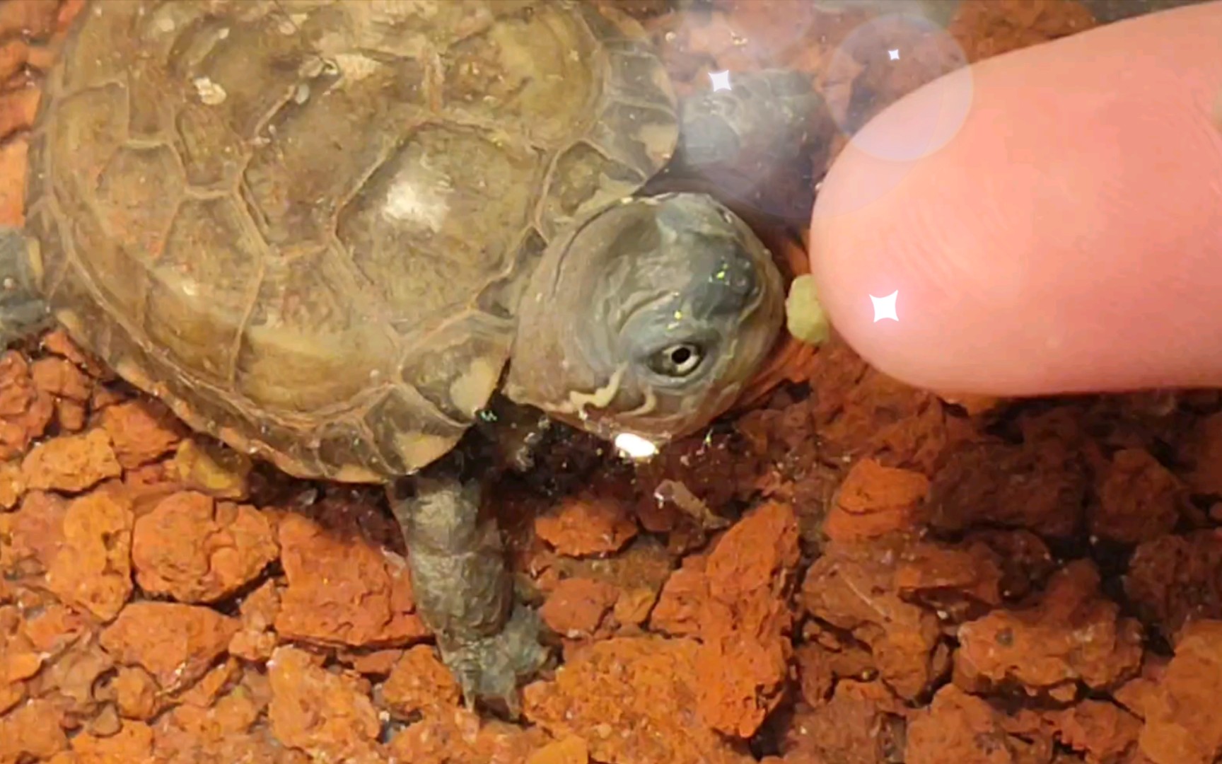 发一下喂龟日常,记录温馨时刻