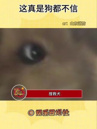 搜救犬:本来上班就烦 #搜救犬