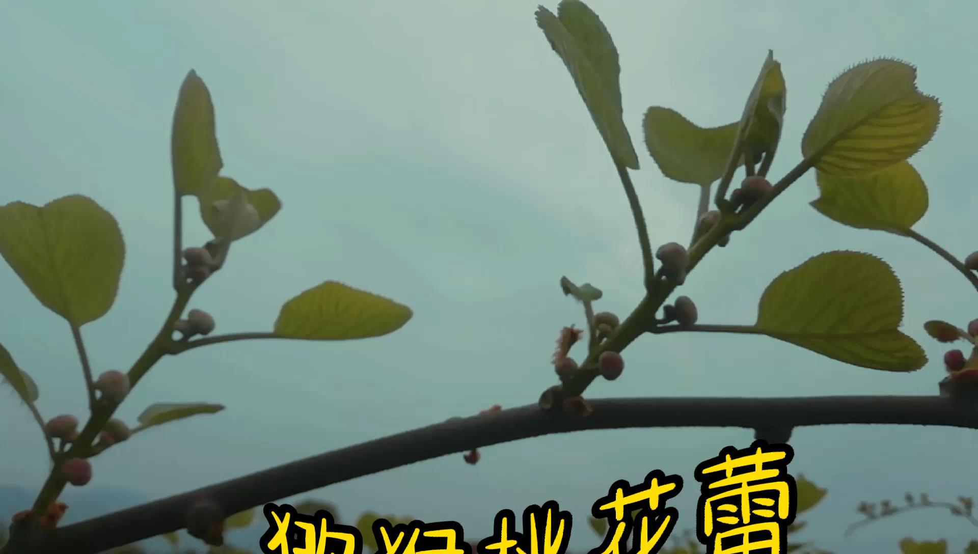 记录我家猕猴桃生长过程