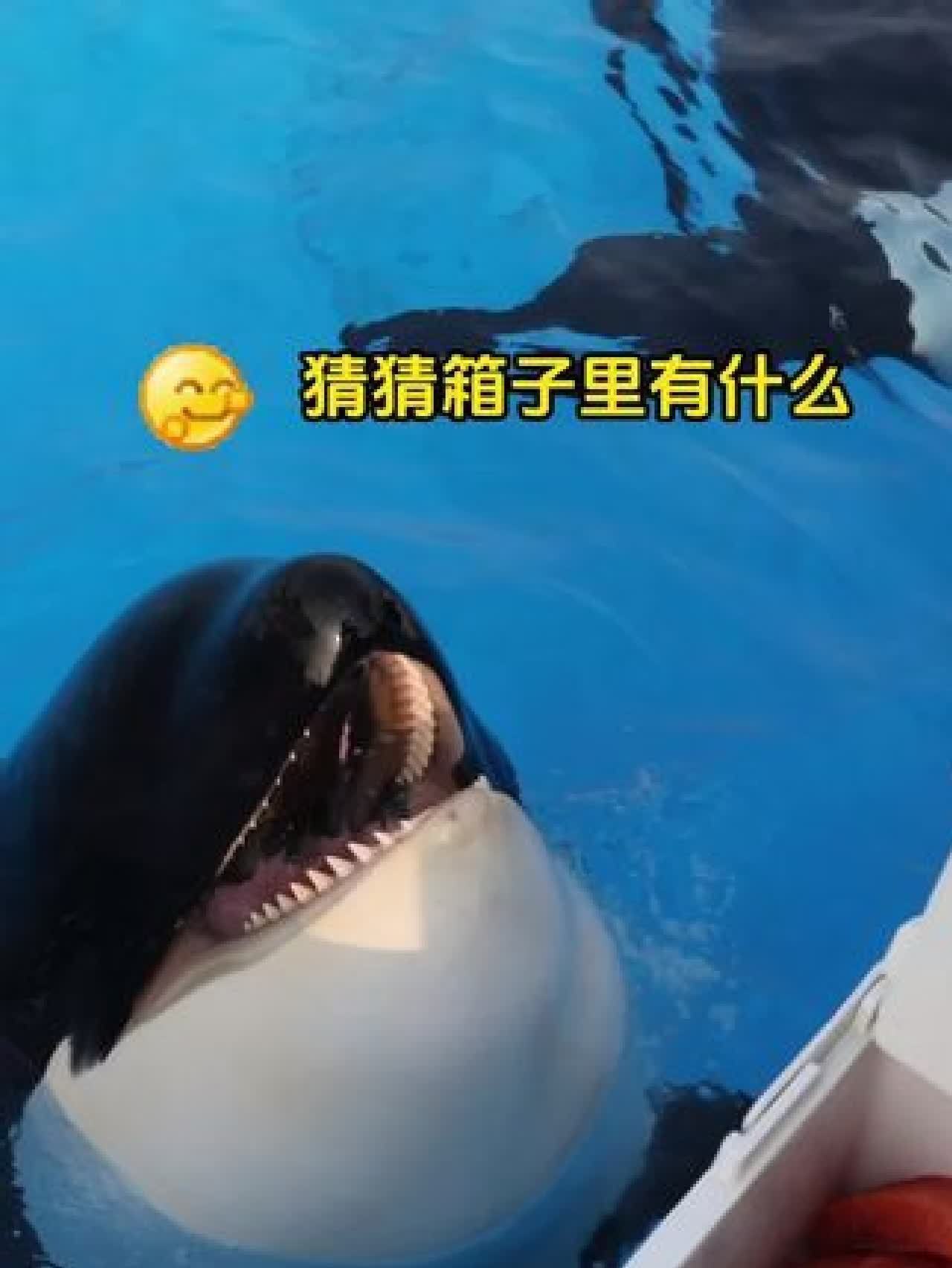 虎鲸的心思你别猜#神奇动物在 #动物的迷惑行为 #原来钓鱼才是运动...