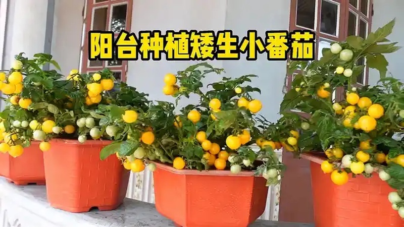 用花盆在阳台种植矮生小番茄,既好看,又好吃