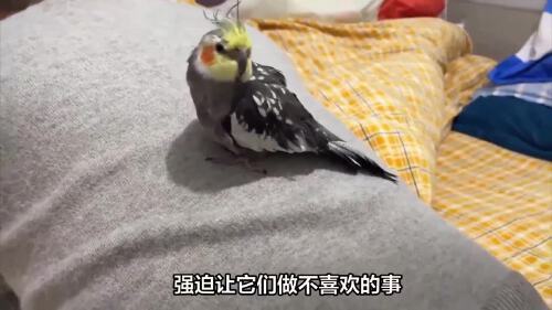 玄凤鹦鹉讨厌主人的表现有哪些?避免饲养时的禁忌和误区很重要