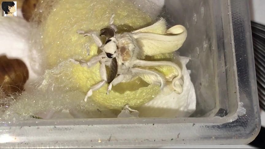 高清实拍蚕宝宝破茧新生,一步步蜕变成蛾,生命真的太伟大了