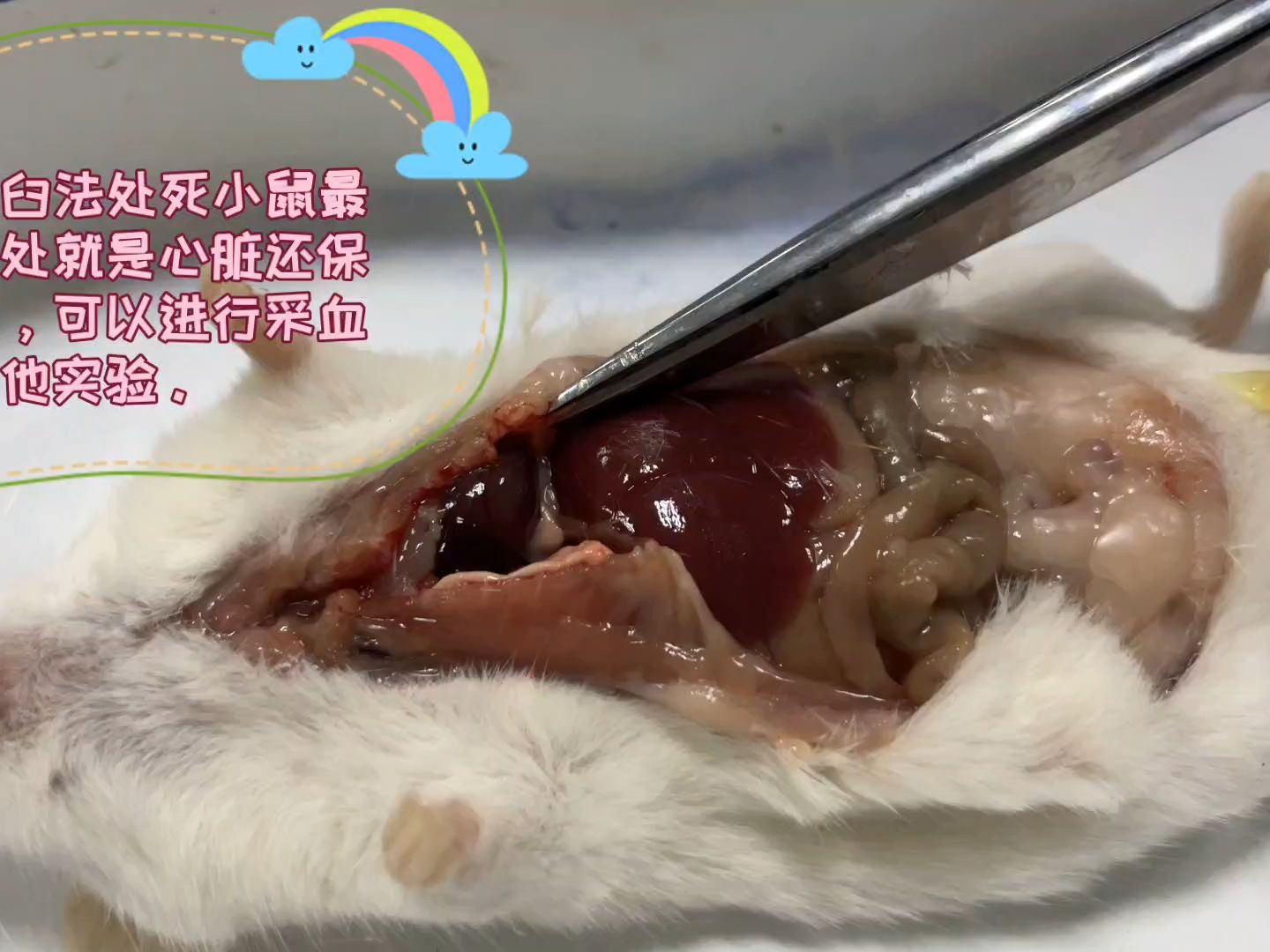 离体搏动的心脏