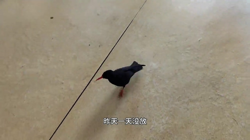 昨天有事没去放它,今天就吵着要出去,和狗一样!