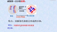 减数分裂之精子形成过程