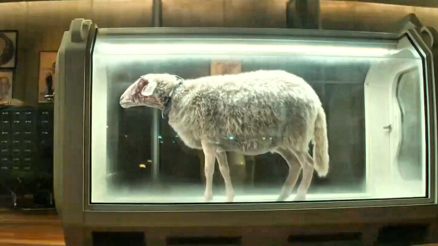 为验证异形绵羊是否具有智慧在手心写下圆周率小数位,没成想绵羊竟...