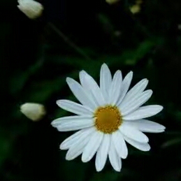 华州剧场 