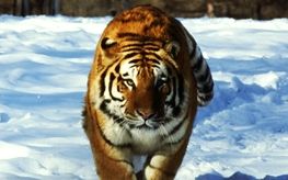 西伯利亚虎与猎人