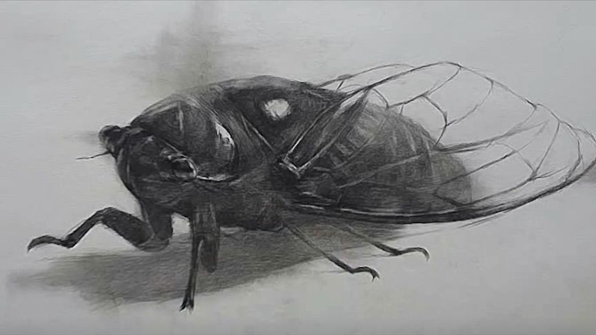 【素描教程】画动物怎样更逼真?超实用的干货教程还不收藏(三)