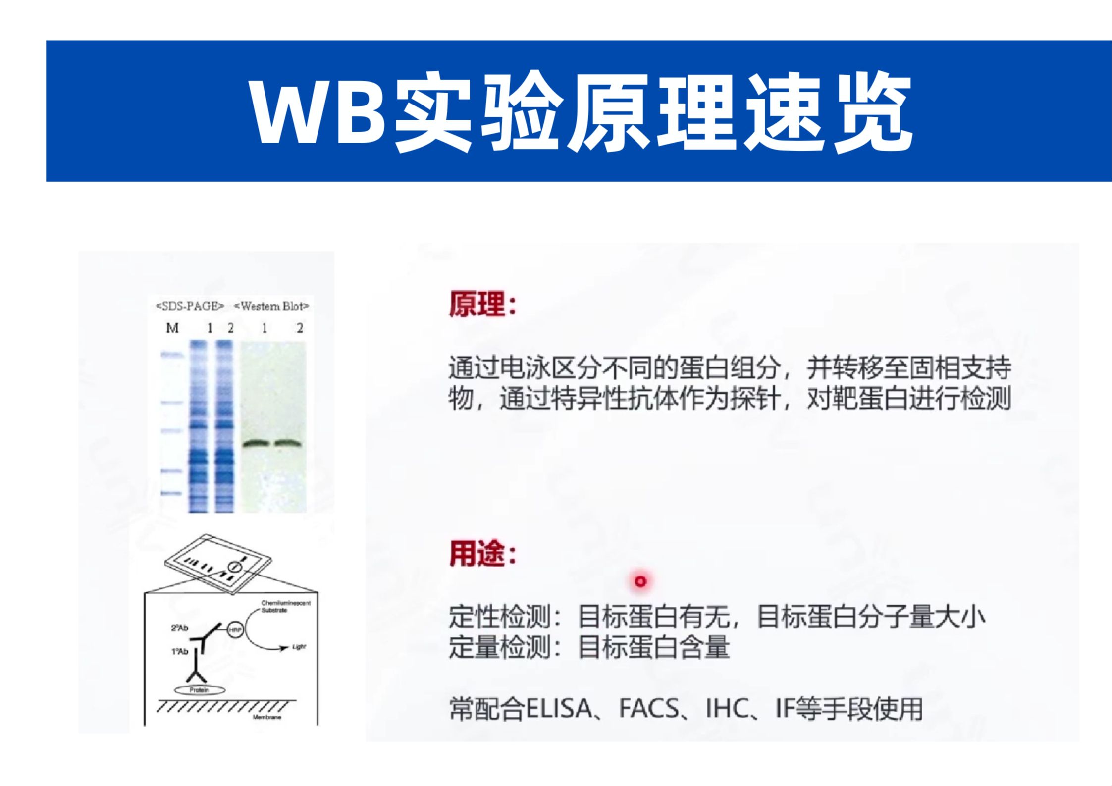 【Western blot系列】WB实验原理讲解