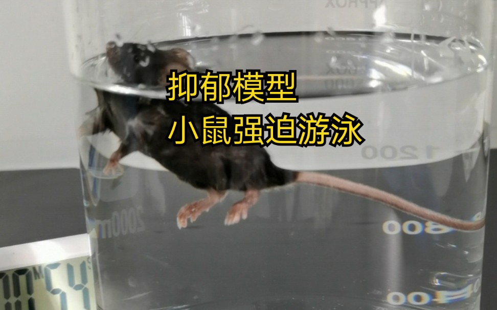 抑郁症-小鼠强迫游泳实验