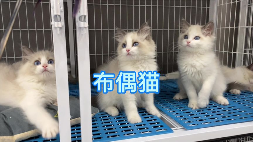 猫贩子又收9只布偶猫真是一猫一价,长相决定身价的猫