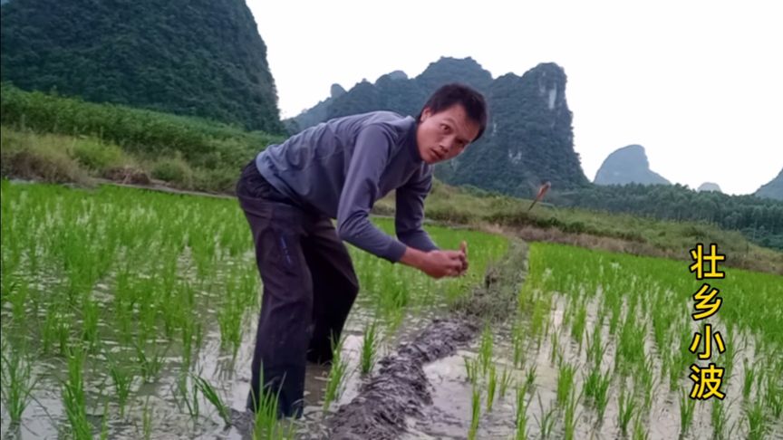 水稻种植后,农村的水稻后期管理需要掌握哪些技巧。