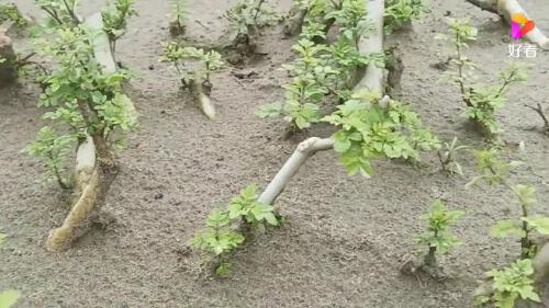 对节白蜡盆景小桩材沙地扦插状态,保证水分是成活的关键