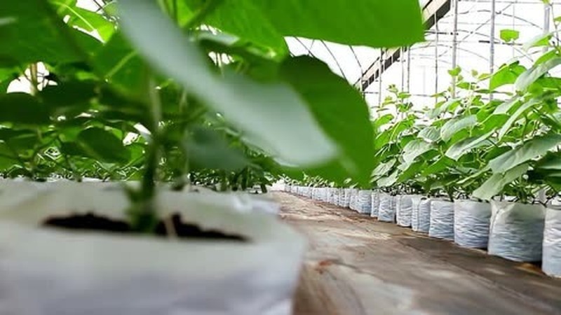 无土栽培技术突破技术瓶颈