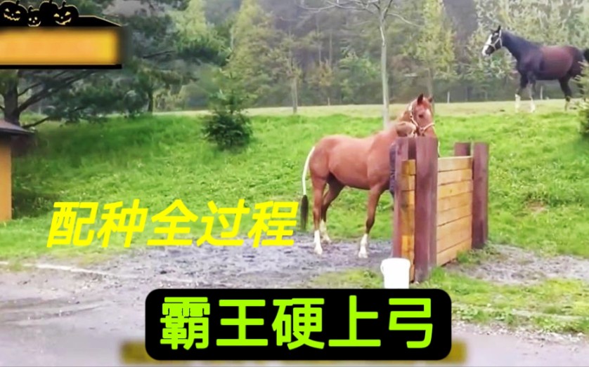 国外:马儿配种全过程,主人让公马霸王硬上弓