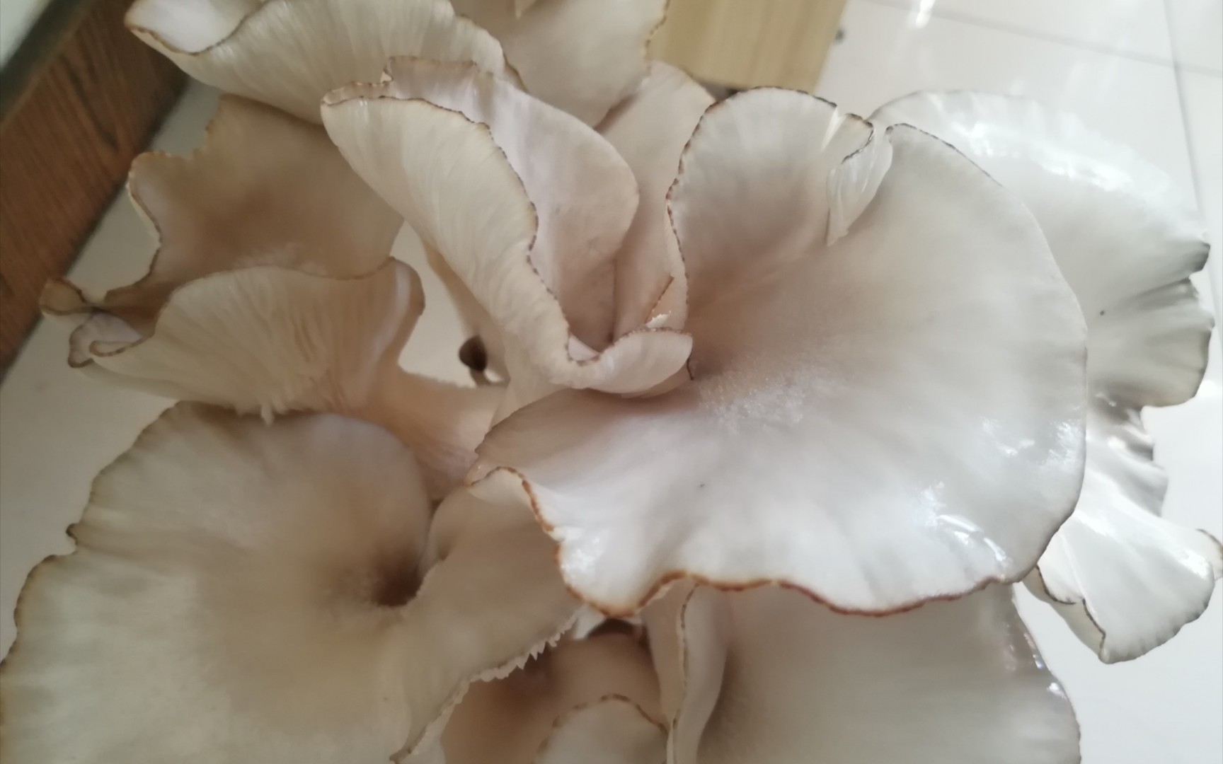 蘑菇包种植过程 在自己家种蘑菇