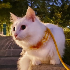 OZ醉生梦 