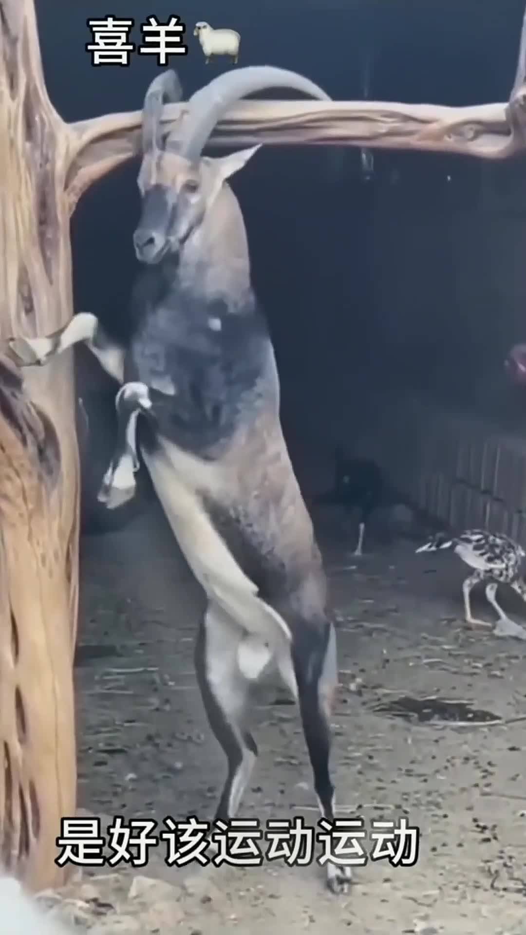 还是羊会出洋相,经常低头吃草,这是在牵引治颈椎病吗