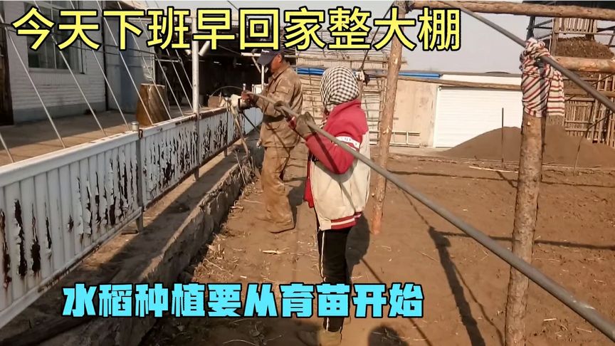 东北气温低,水稻种植先要从育苗开始。扣上塑料大棚温度高系稻苗