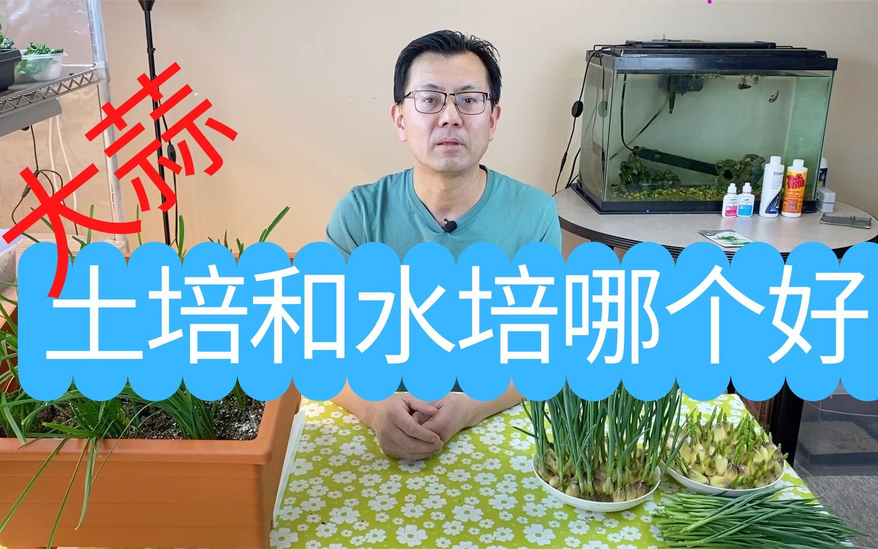 大蒜土培和水培哪个好?为什么水培大蒜长得快?哪种适合你?