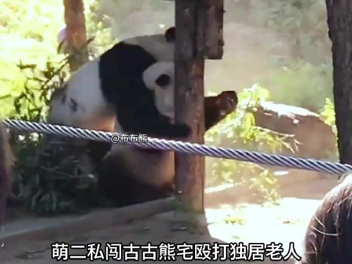 为何只有花花能上春晚其他大熊猫却因为各种原因不过审