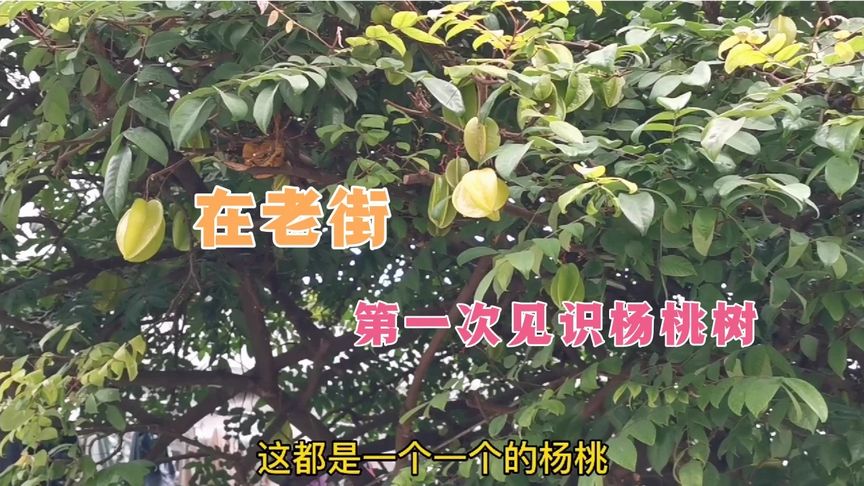 今天又到老街闲逛,第一次见到杨桃树,杨桃是这样长的呀