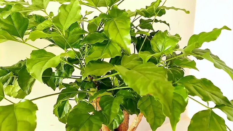 绿宝树与幸福树的区别,叶片辨别方法解析
