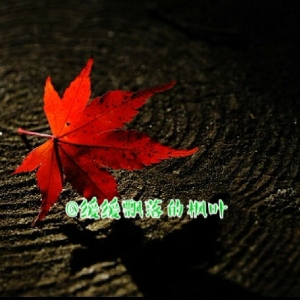 缓_缓_飘_落_的_枫_叶 