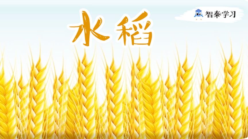 K15智秦学习植物动漫系列——水稻的成长故事